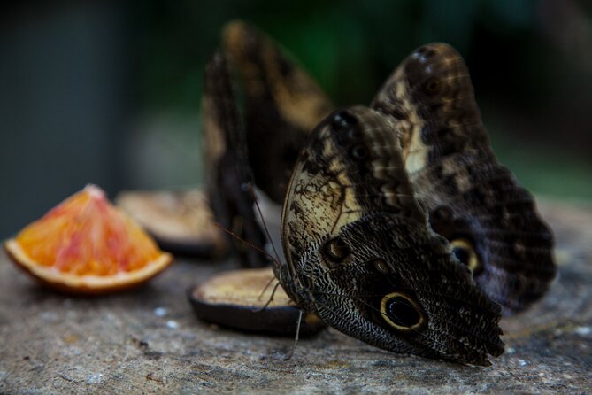 House of the Butterflies of the Collodi Pinocchio Polycentric Park - Introduction: Exploring Tuscany’s Hidden Natural and Cultural Gems