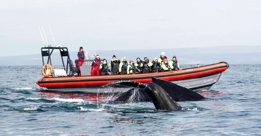 Húsavík: Big Whales and Puffin Island Speedboat Tour