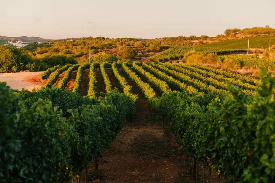 Jeep Safari with Winery Visit & Wine Tasting included