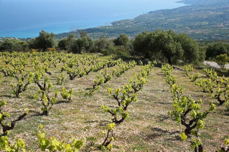 Kefalonia Wine Adventure in 3 Wineries With Tastings