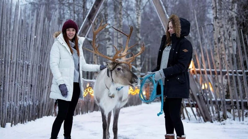 Kemi-Tornio: Reindeer farm experience