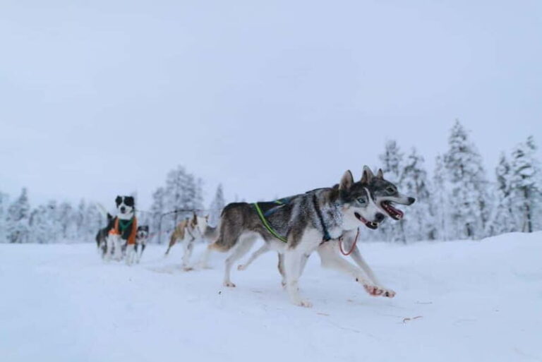 Kiruna: Husky Sled Ride with Traditional Lunch - What to Expect: From Start to Finish
