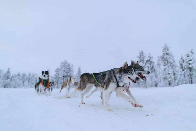 Kiruna: Husky Sled Ride with Traditional Lunch