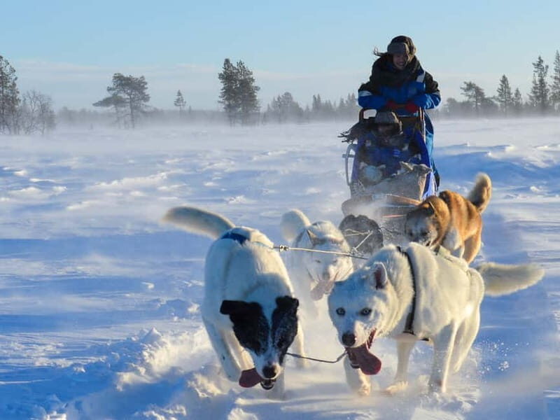 Kiruna: Self-drive Husky Morning Tour