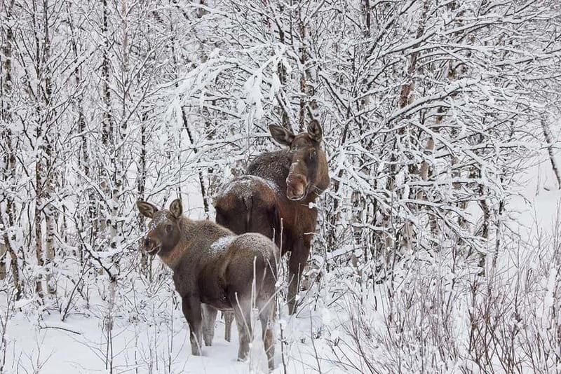 Kiruna: Wildlife and nature photography