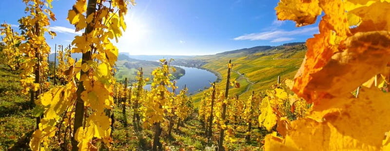 Kröv/Gut Hermes: Wine tour & tasting through the vineyard, winery, and sparkling wine production facility