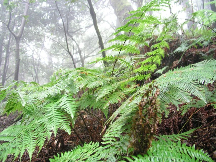 La Gomera: The Rain Forest (national park)