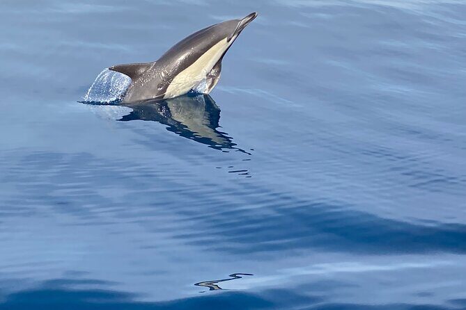 La Herradura: Sailboat with a view of Dolphins-Private