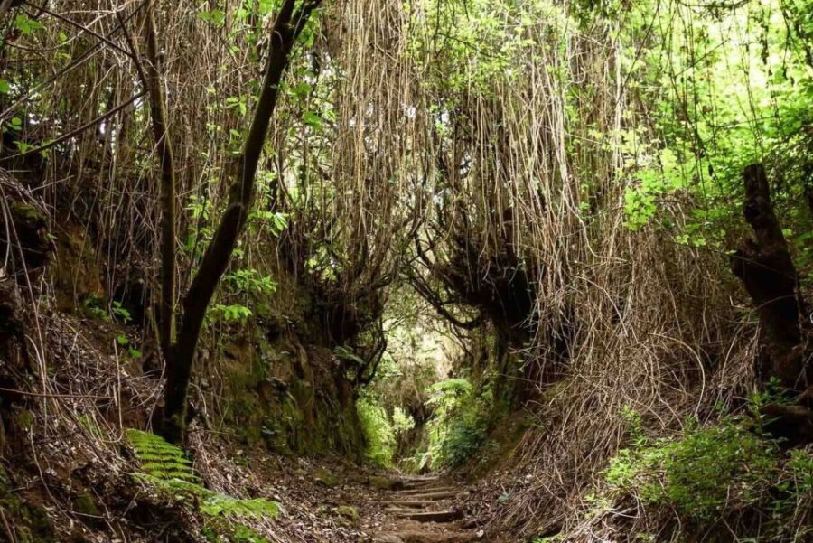 La Palma: Guided Trekking Tour To Cubo de la Galga