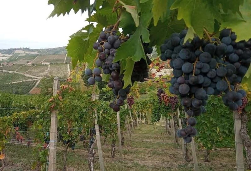 Langhe: grape seasons. Winery and vineyard tour with tasting