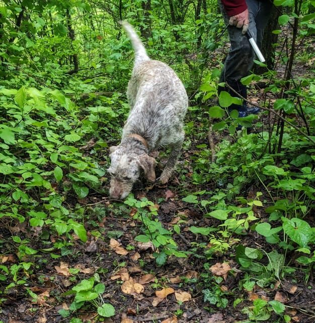 Langhe: Truffle Hunt and Wine-Tasting in a Cellar - What We Love About This Tour