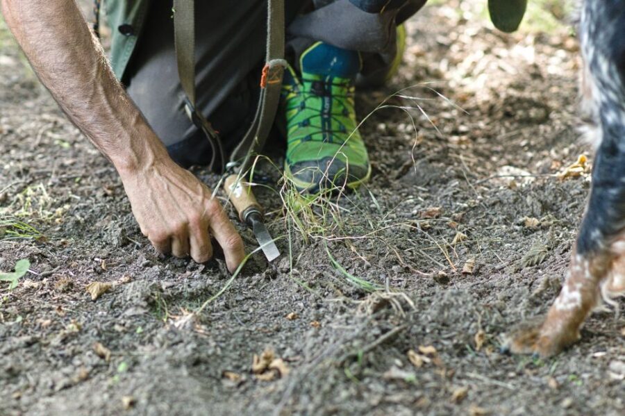 Langhe: Truffle Hunting Experience
