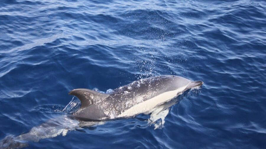 Lanzarote: 2.5-Hour Sunset and Dolphins Cruise