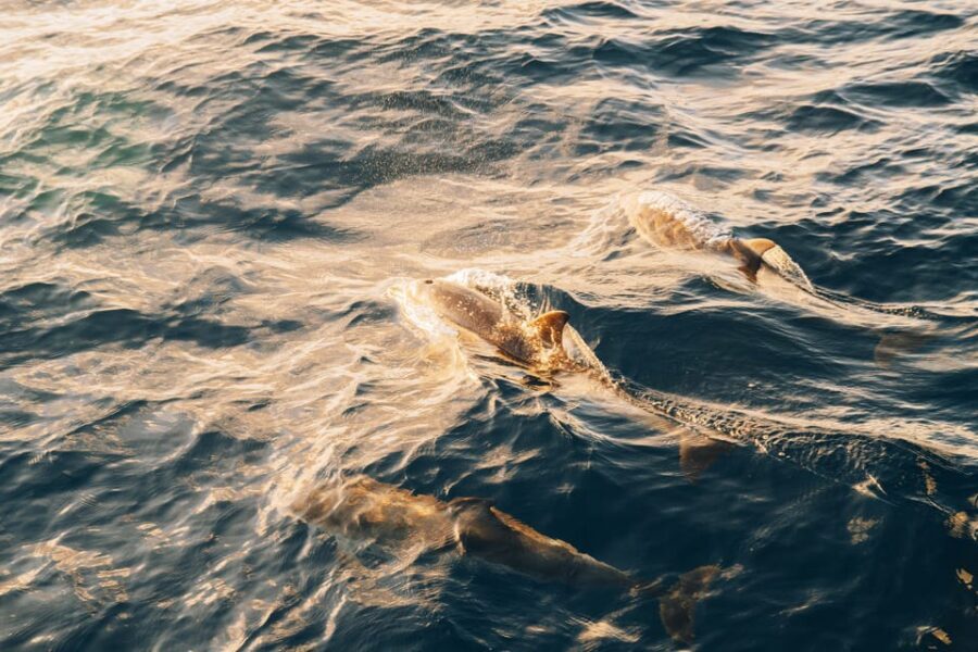 Lanzarote: Dolphin-Watching Sunset Cruise with Transfers