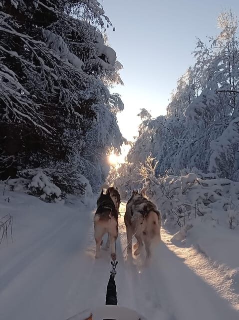 Levi: Self-Drive 2 KM Husky Sledding Experience - What’s Included and What’s Not