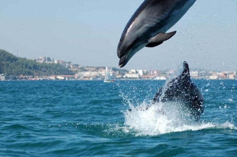 Lisbon: Arrábida Natural Park, Setúbal, and Azeitão Day Trip - Why This Tour Is a Great Choice