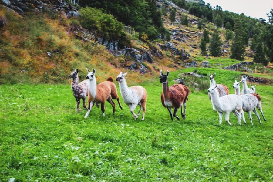 Ljøen, Hellesylt: Ljøen Farm Tour