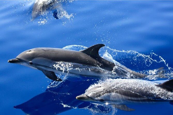 Lobos Island - The dolphin route