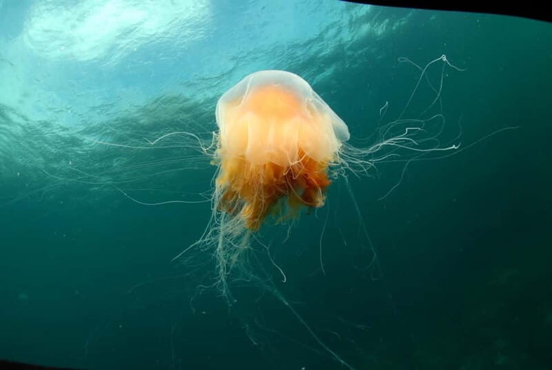 Lofoten: First Time Scuba Diving Experience