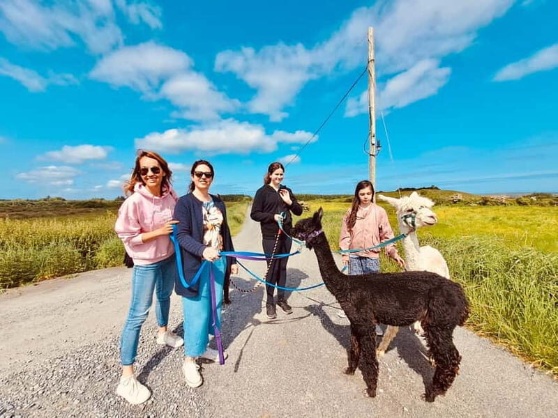 Loop Head: Alpaca Experience with Walk and Wool Spinning