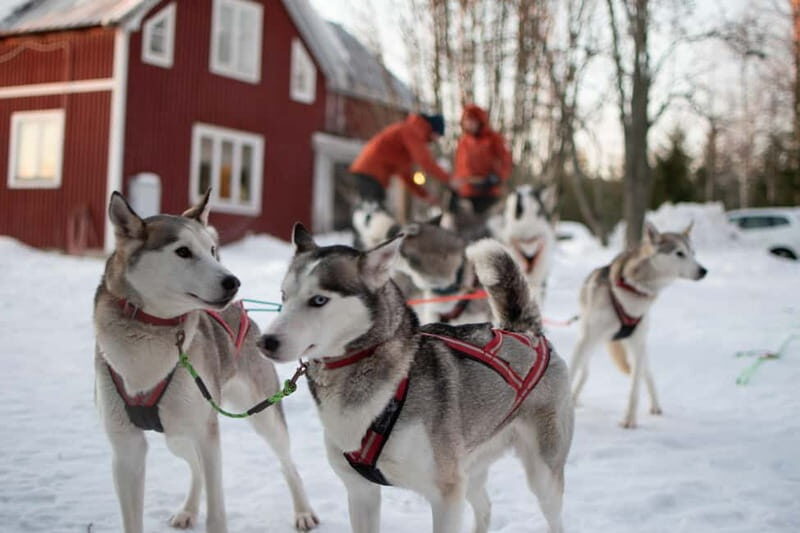 Luleå: Drive your own Husky team, 10km
