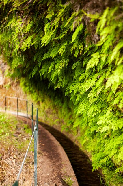 Madeira: PR 18 - Levada do Rei Hike Transfer
