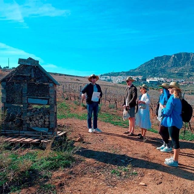 Malaga: White Village, Vineyard, and Wine Tasting Wine Tour