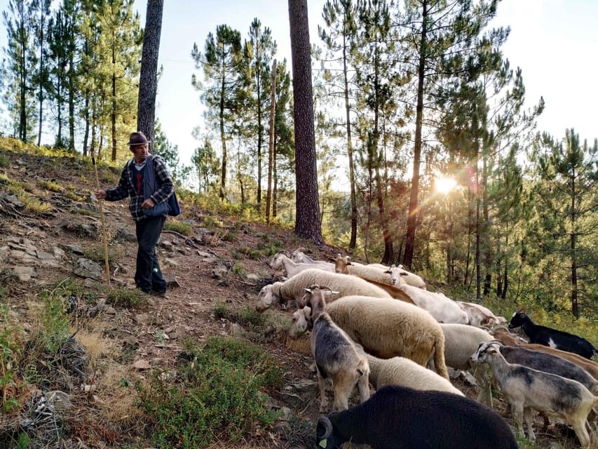 Manteigas: Serra da Estrela Shepherd Path Hike with Shepherd - What’s Included and Practical Tips