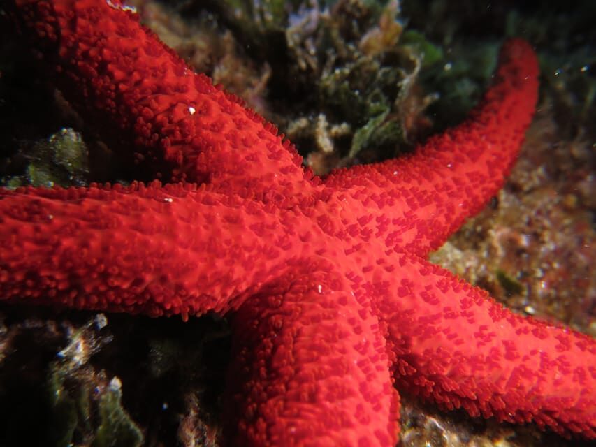 Marina Baie des Anges boat trip to the Pelagos Sanctuary