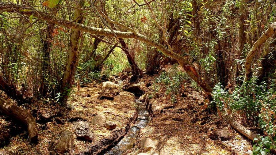 Maspalomas: Barranco de los Cernicalos Rainforest Hike