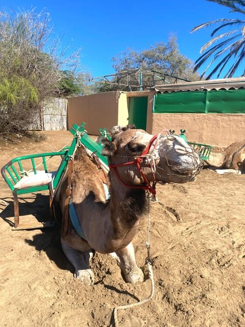 Maspalomas: Guided Camel Ride in the Maspalomas Sand Dunes