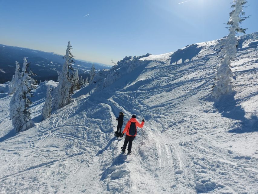 Mount Arber: Snowshoeing in the Bavarian Forest Guided Tour