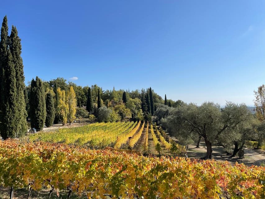 Nice: Full-Day Côtes de Provence Wine Tour
