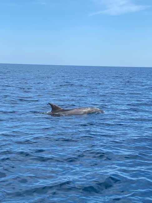 Olbia: Boat tour to watch Dolphins and snorkeling