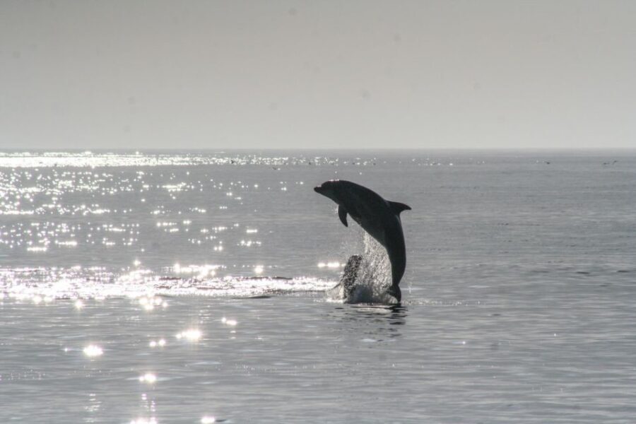Olbia: Dolphin Watching & Snorkeling Boat Tour near Figarolo