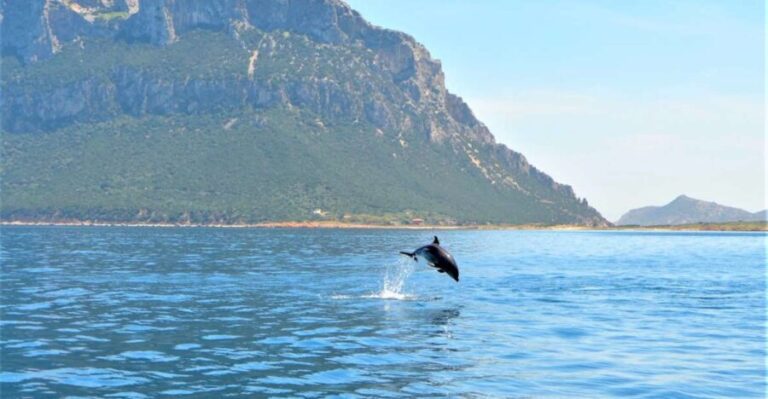 Olbia: Dolphin Watching Tour with Figarolo Island Snorkeling - Authentic Experiences and Reviews