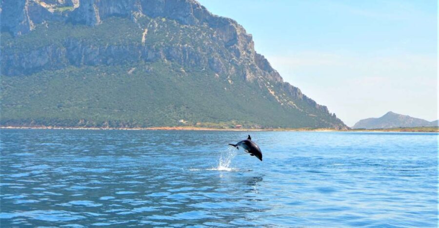 Olbia: Dolphin Watching Tour with Figarolo Island Snorkeling