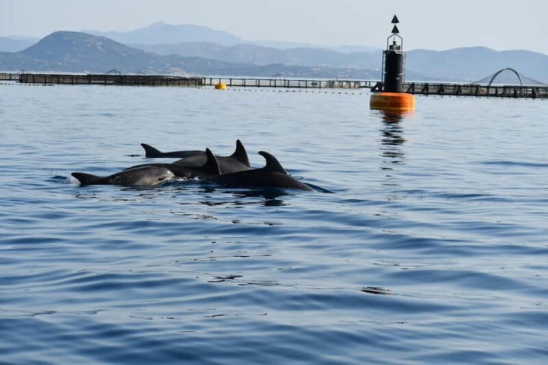Olbia: : ecological boat trip for dolphin spotting