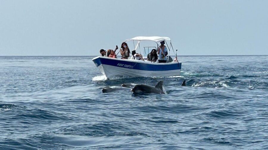 Olhão- Safari Watching Dolphins and other species