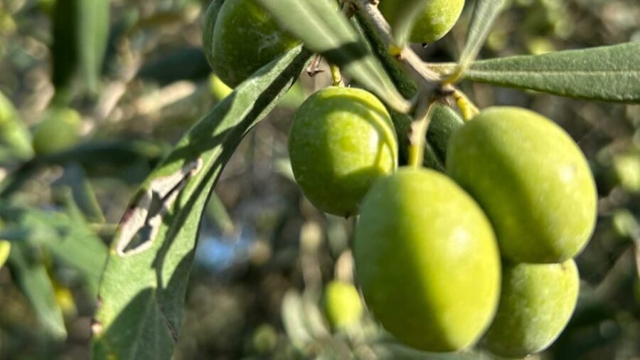 Oristano: visit a farm with oil tasting