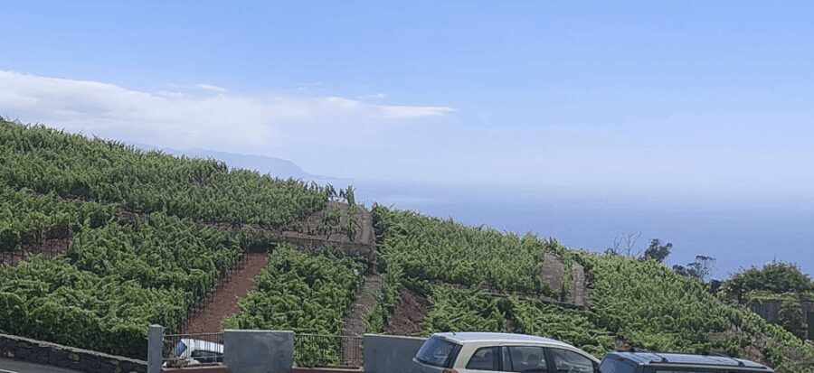 Orotava Valley: wine as a product of heroes