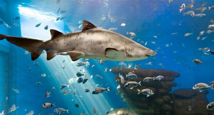 Palma: Palma Aquarium Ticket with Transfer Service