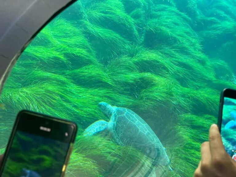 Paphos: Turtle Watching Cruise,Snorkelling Adventure &Sunset - The Practicalities