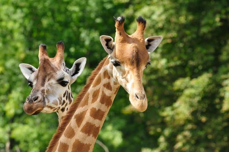 Paphos: Zoo Visit and Blue Lagoon Cruise with Guide & Lunch