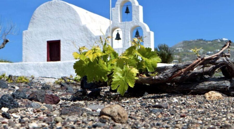Paros wine tour and tasting