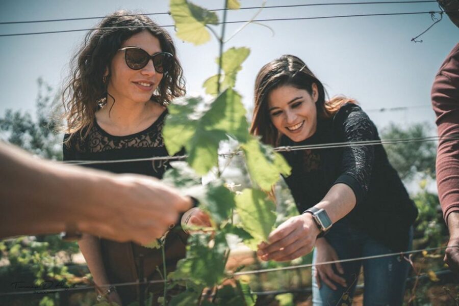 Partinico: Farm Augustali Winery Tour with Picnic & Tastings
