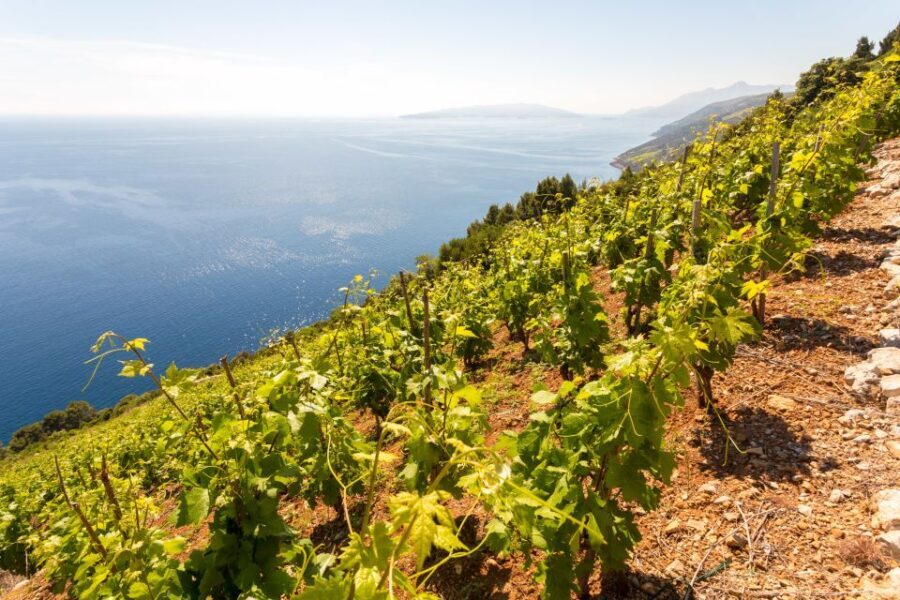 Peljeac Full-Day Wine and Food Tour from Dubrovnik