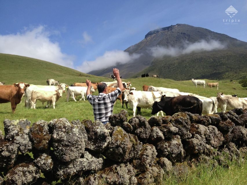Pico Day Tour: Get to know Pico Island with a local guide