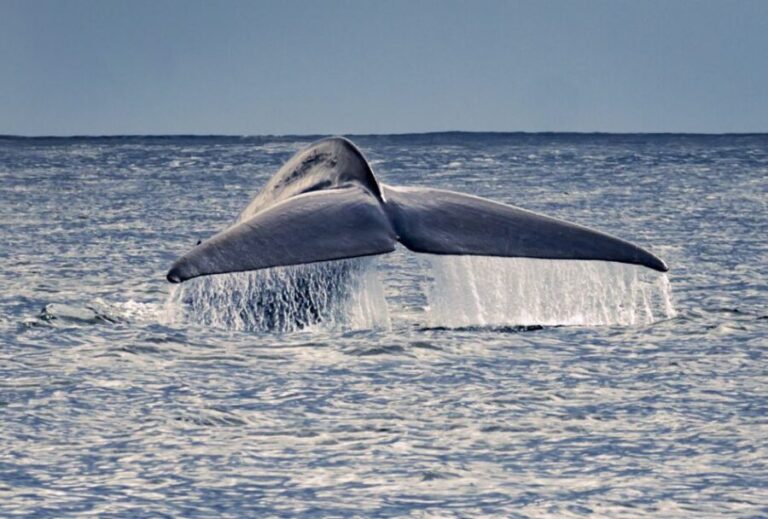 Pico Island: Whale Watching Experience from Lajes - The Itinerary: A Closer Look