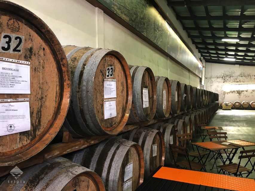 Pico Wine Tour: Get to know Pico's wines